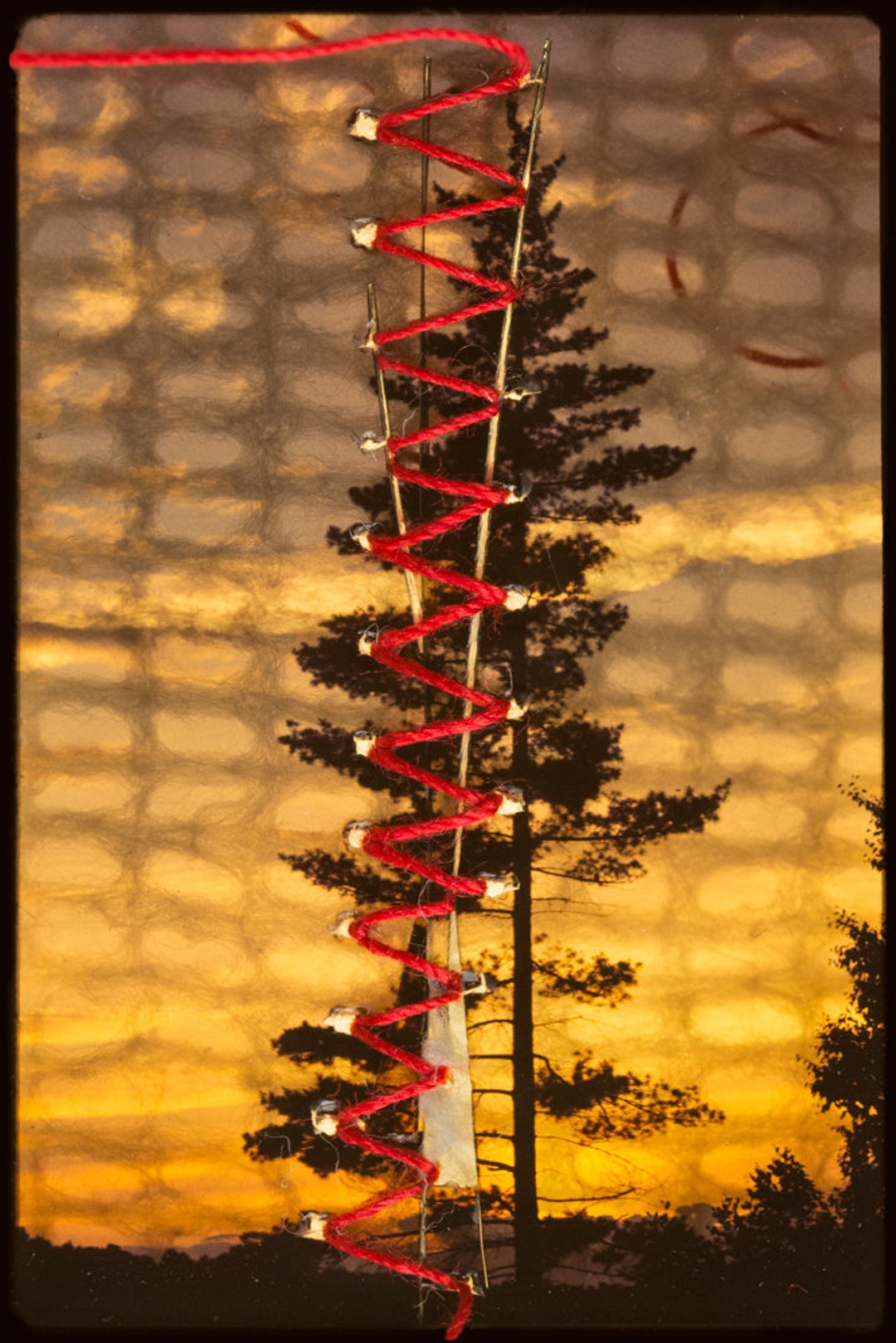 Redwood Photograph - Tall Tree - Sunset Photo - Metal Print - Metal ...