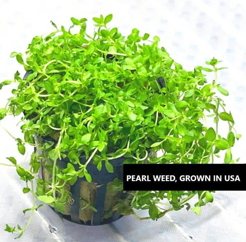Pearl Weed Hemianthus Micranthemoides 20 Stems US Farm Pot - Etsy