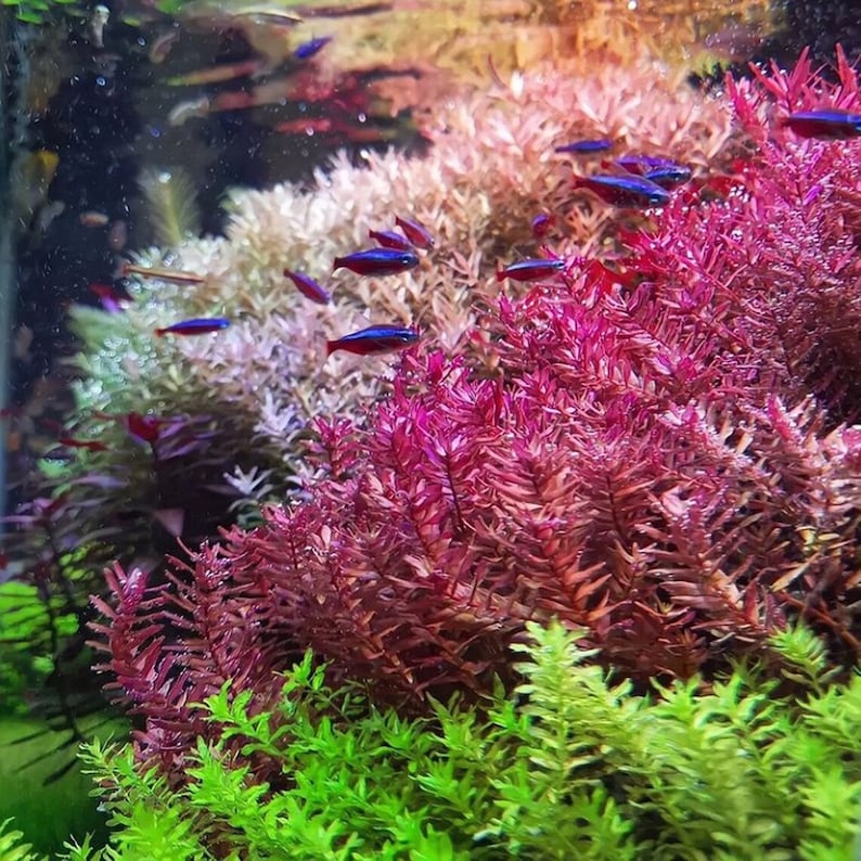 Pearl Weed Hemianthus Micranthemoides 20 Stems US Farm Pot - Etsy