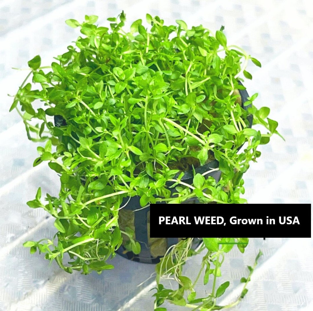 Pearl Weed Hemianthus Micranthemoides 20+ Stems US Farm Pot Live ...