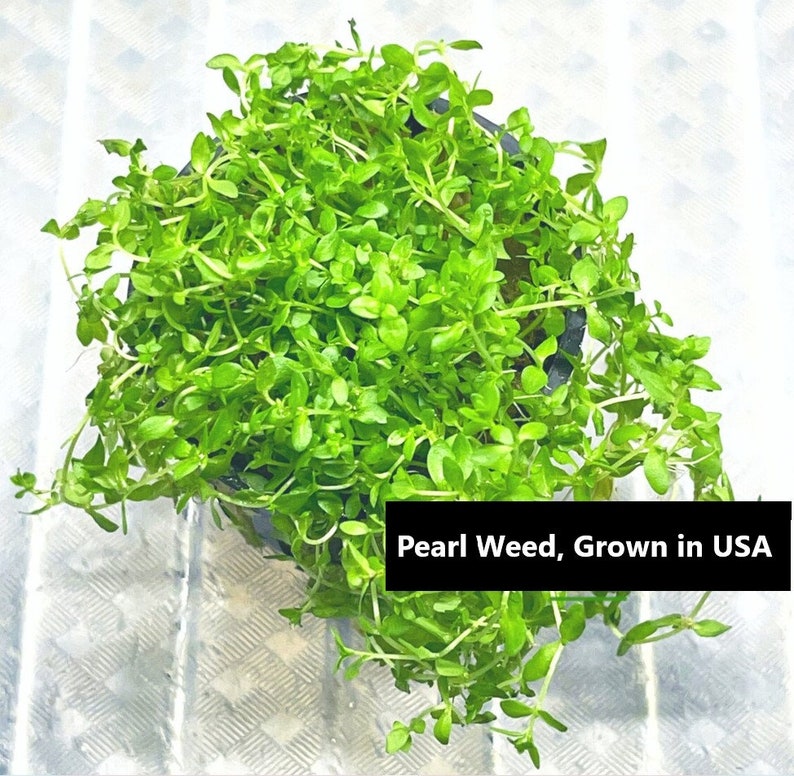 Pearl Weed Hemianthus Micranthemoides 20+ Stems US Farm Pot Live ...