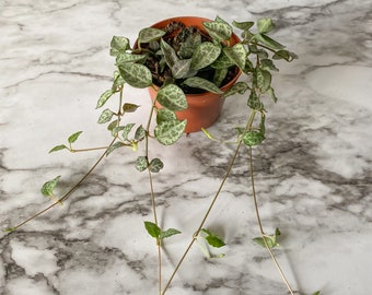 String of Spades Plant - Etsy