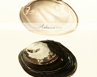 Clam Shell Printable | Etsy