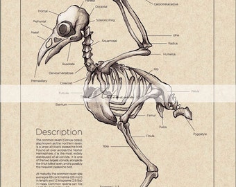 Skeleton Crow Raven | Etsy