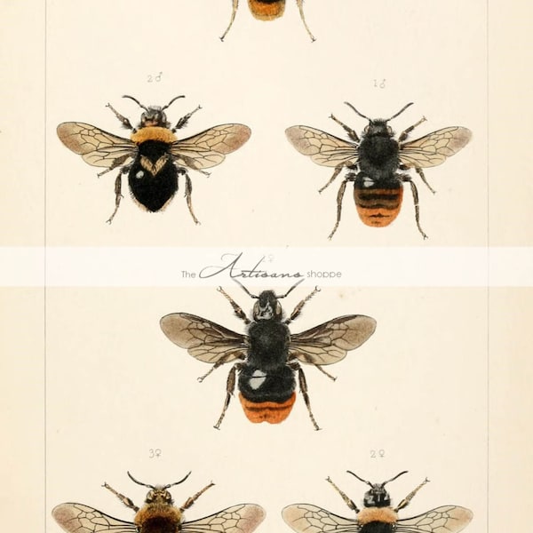 Printable Bee Wings - Etsy