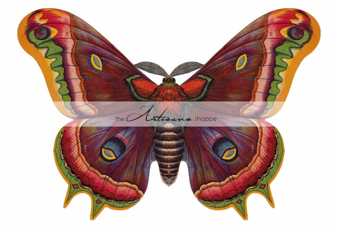 Polyphemus Moth Image: Vintage Moths Art (digital Download) - Etsy