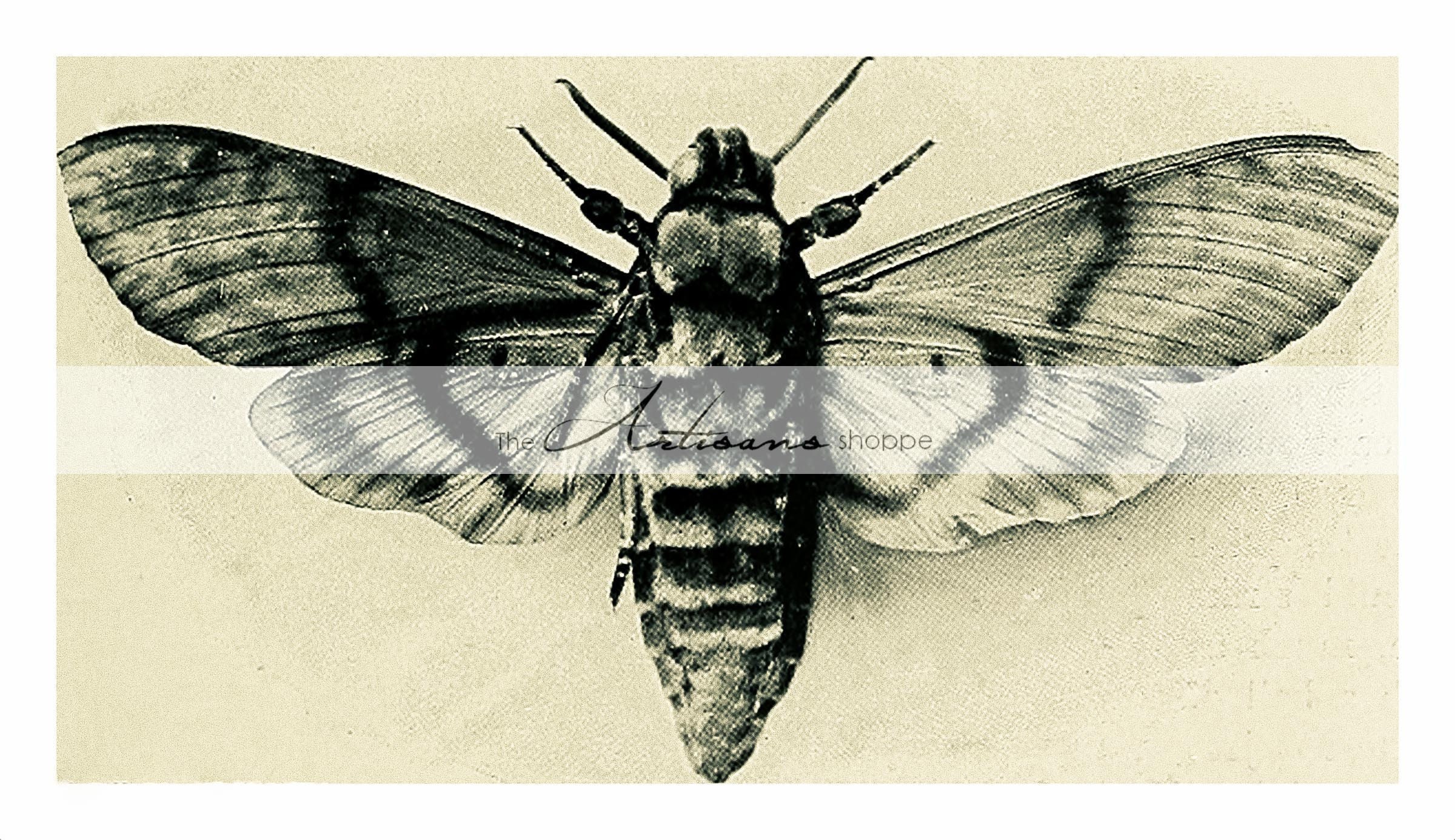 Instant Art Printable Download Moth Portrait Moths Night | Etsy