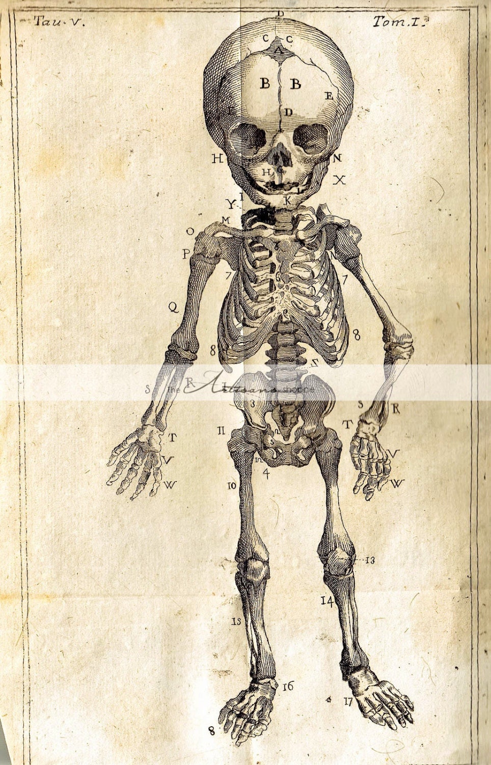 Fetus Skeleton Drawing