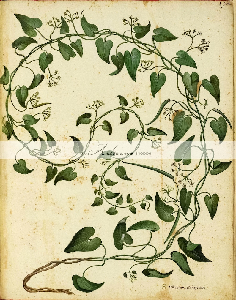 Antique Ivy Vine Botanical Art Print: Vintage Nature Image (digital ...