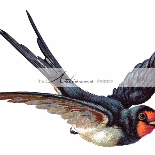 Barn Swallow Bird Illustration Antique Vintage Art Image - Etsy