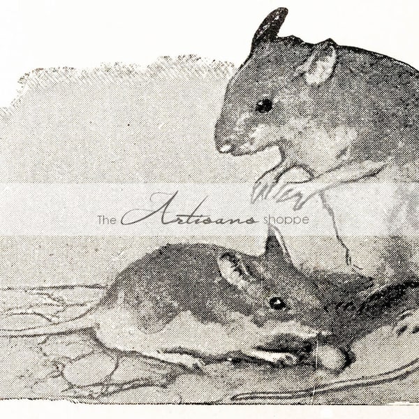 Country Mouse - Etsy