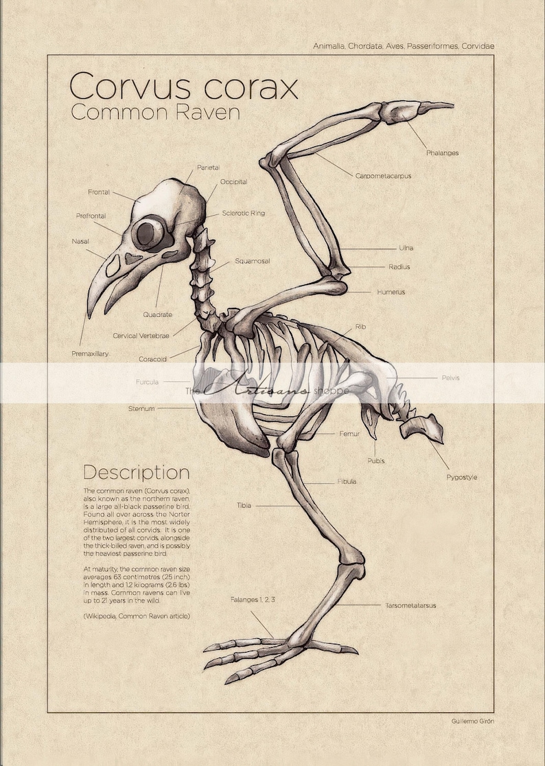 Vintage Raven Crow Skeleton Anatomy Diagram: Antique Bird Art Print ...