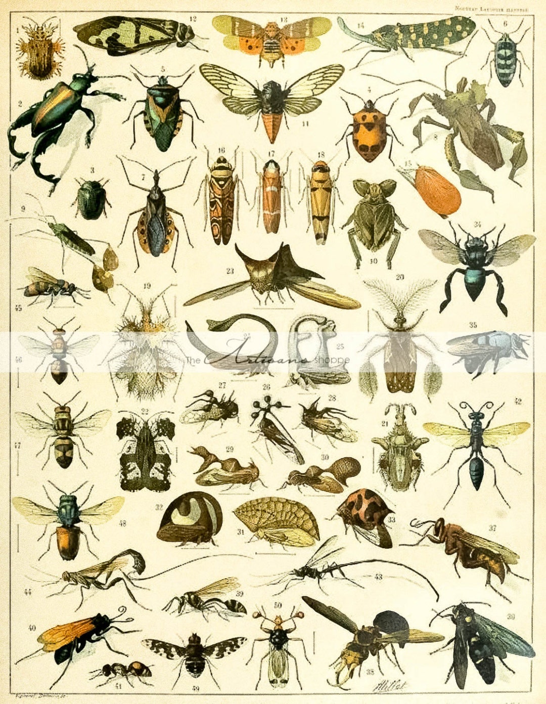 Instant Printable Download Insect Collection Variety Diagram ...