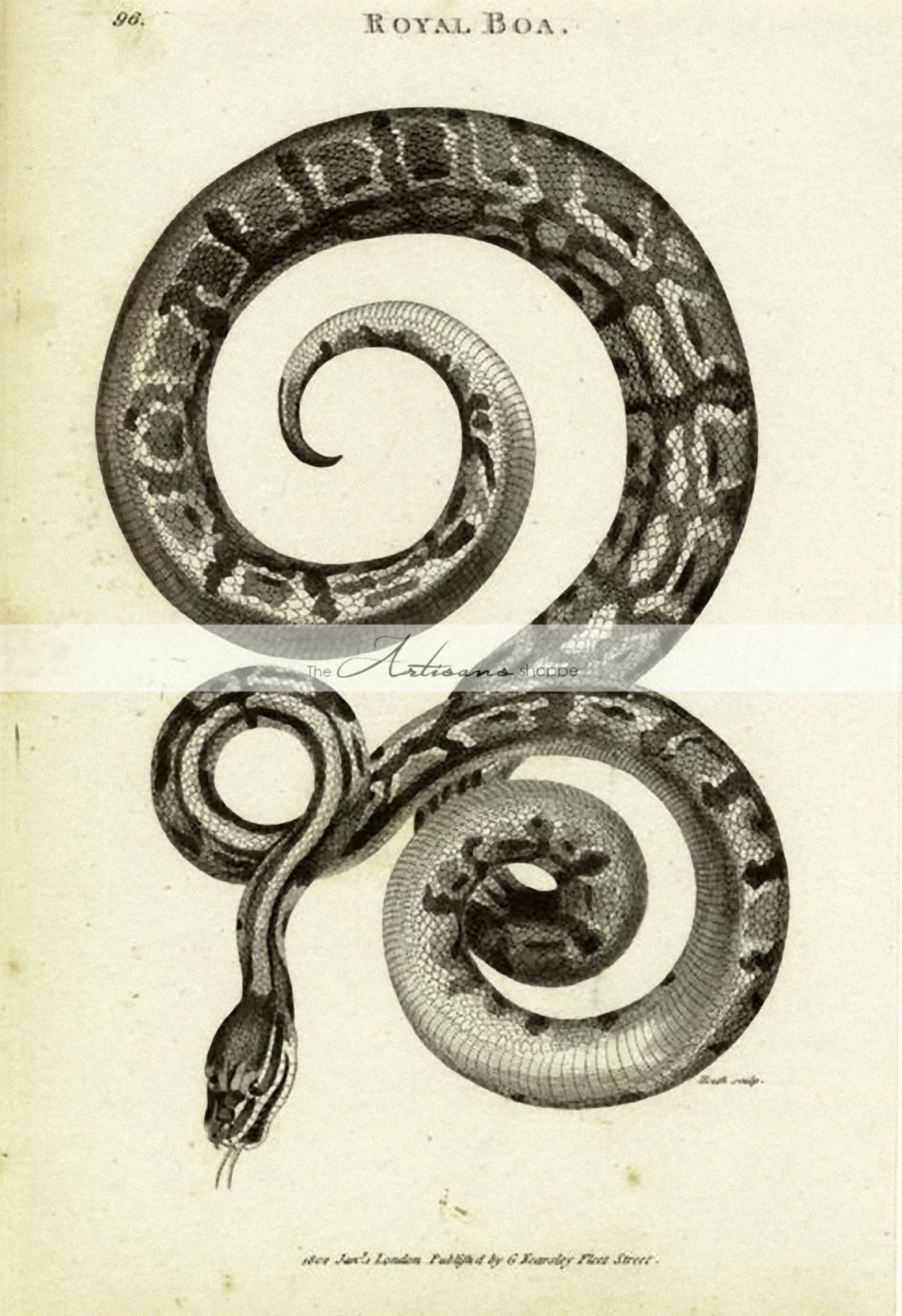 Snake Boa Antique Reptile Art Image Digital Download - Etsy