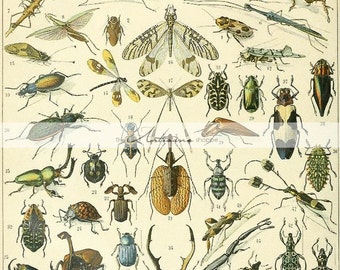 Instant Printable Download Insect Collection Variety Diagram | Etsy