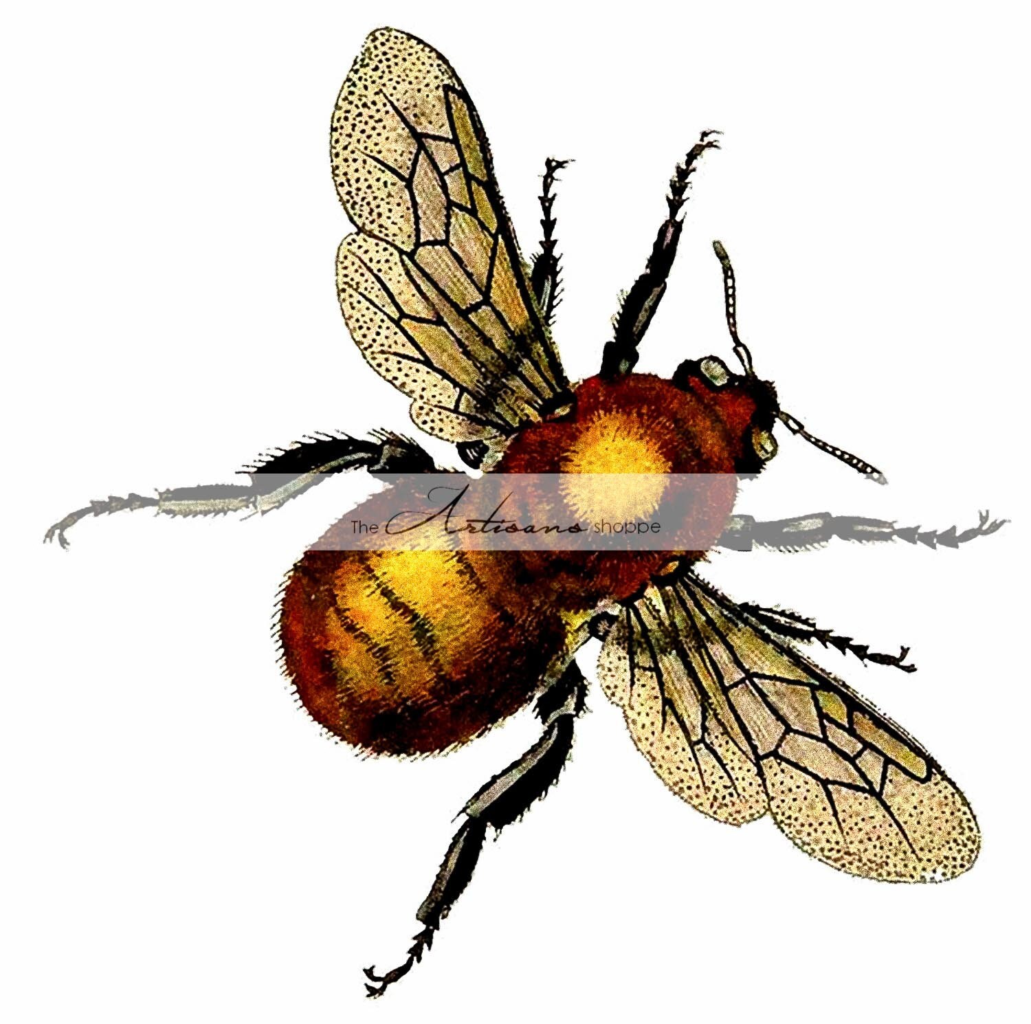 Honey Bee Flying Drawing