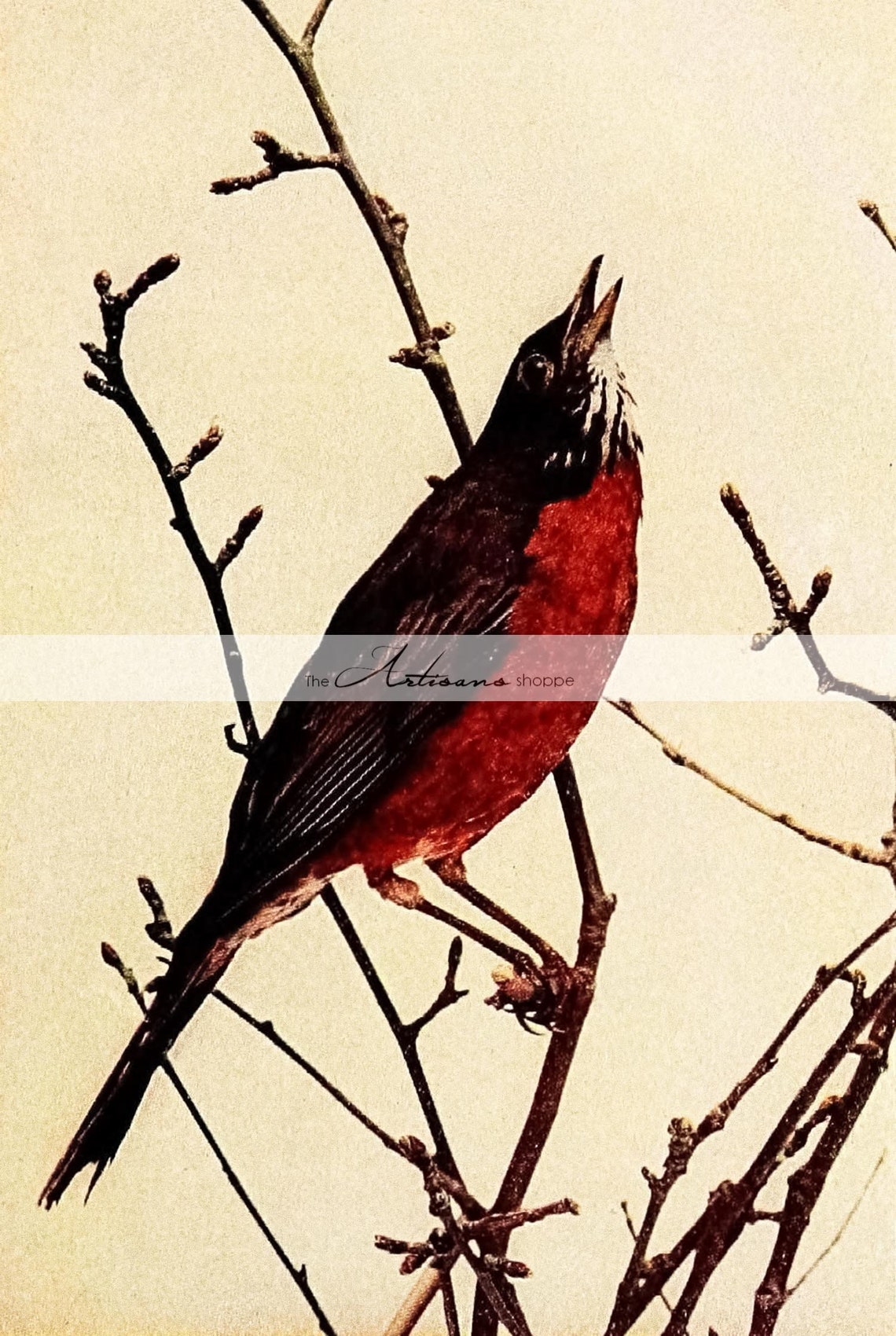 Instant Art Printable Download Robin Song Bird Red Breasted | Etsy