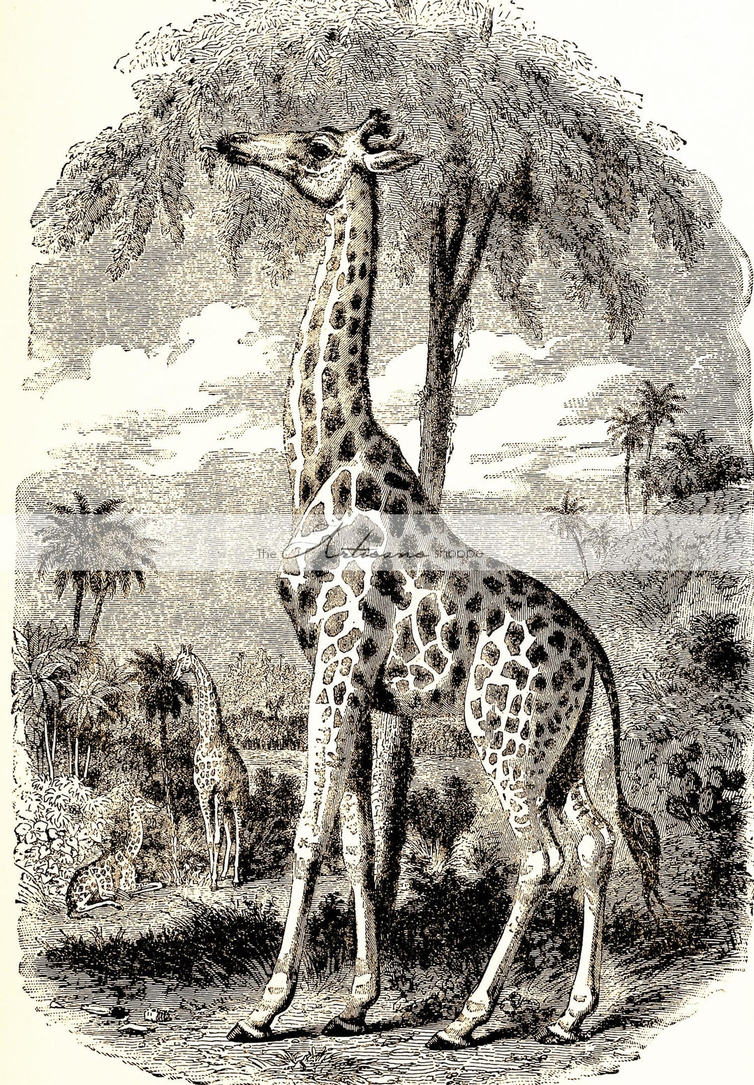 Digital Download Printable Giraffe African Wildlife Animals Tall Jungle ...