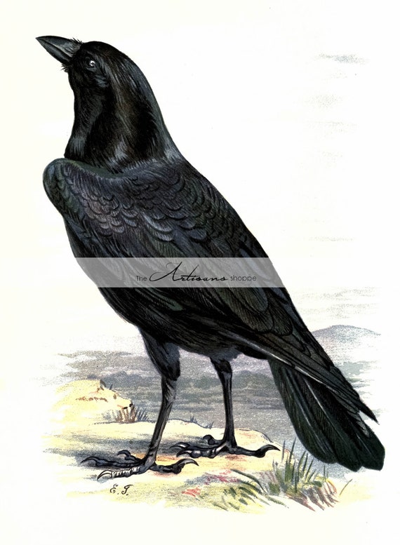 Raven Flock Drawings
