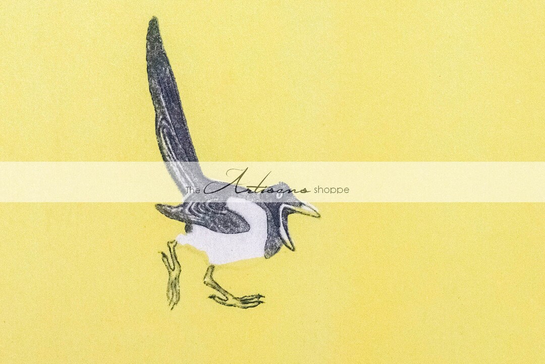 Instant Download Printable Magpie Bird Crow Magpie Antique Children's ...
