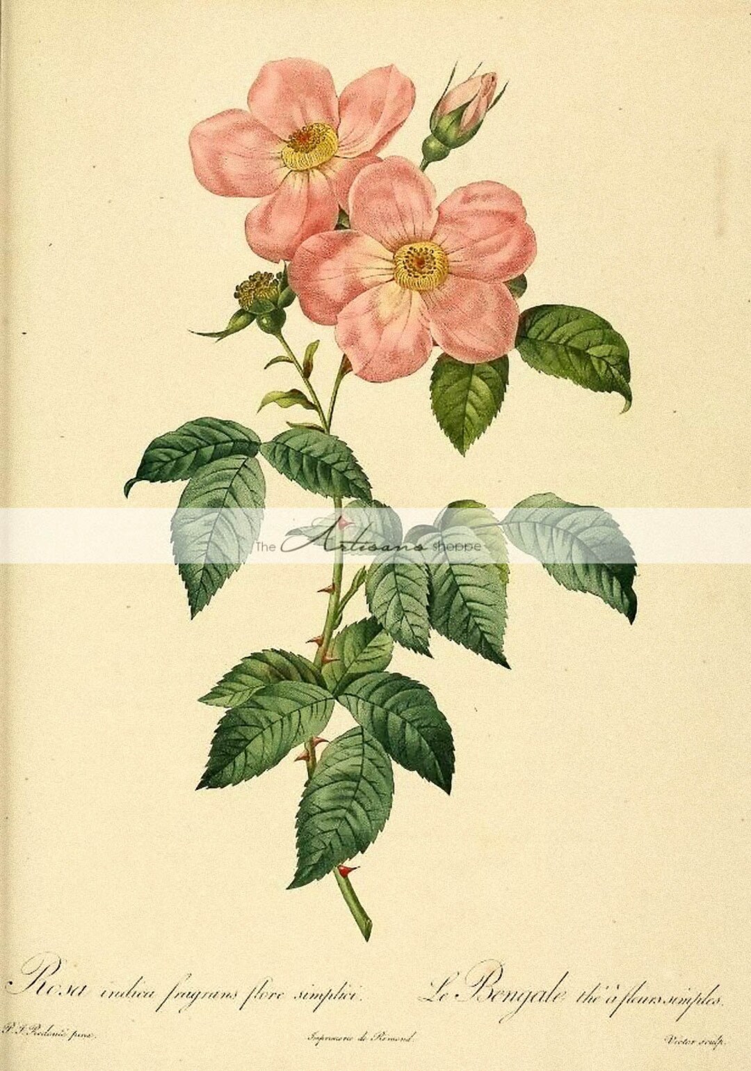 Printable Instant Download Antique Pink Rose Illustration Botanical ...