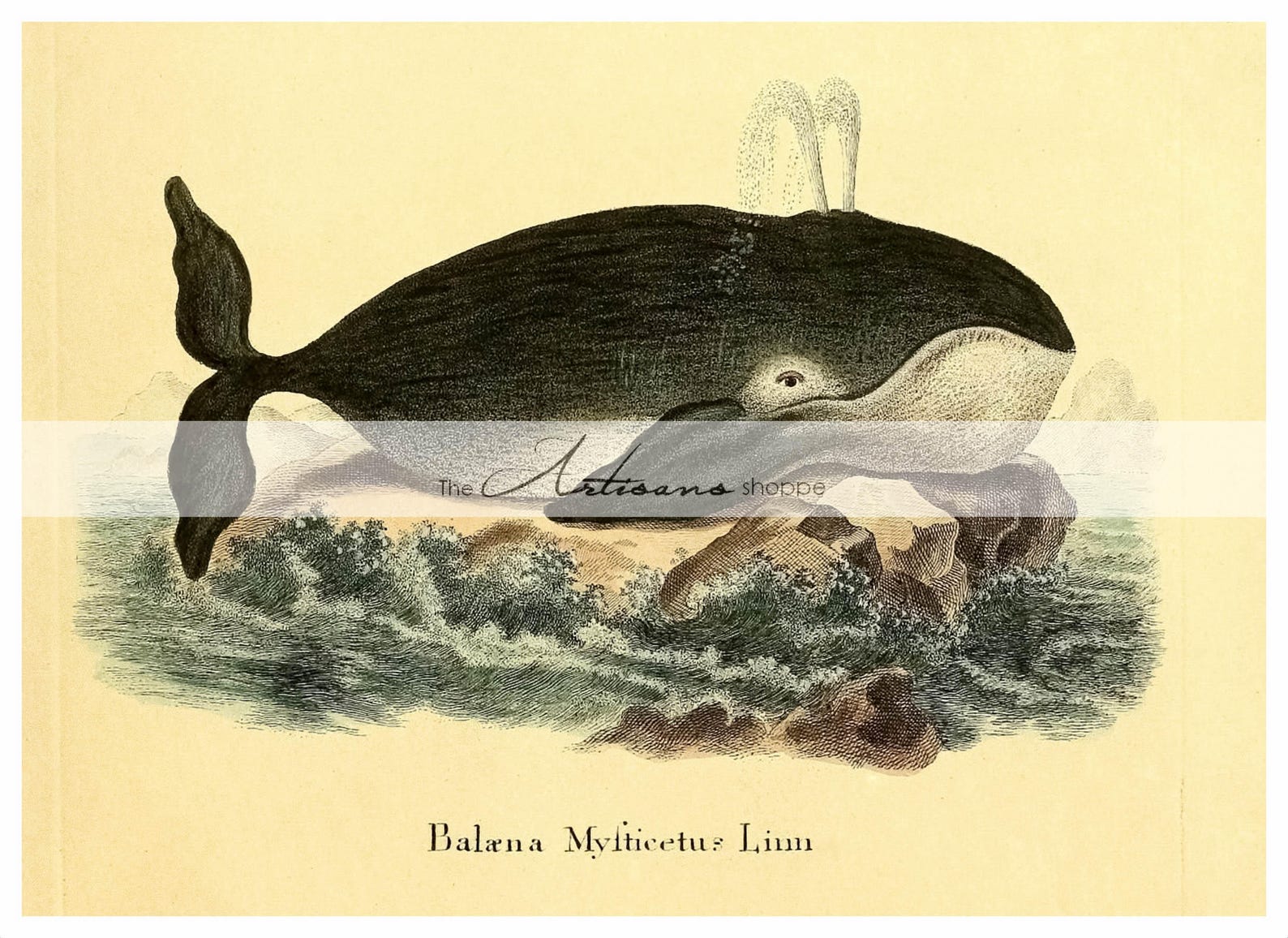 Digital Download Printable Art Whale Bowhead Ocean Beach | Etsy