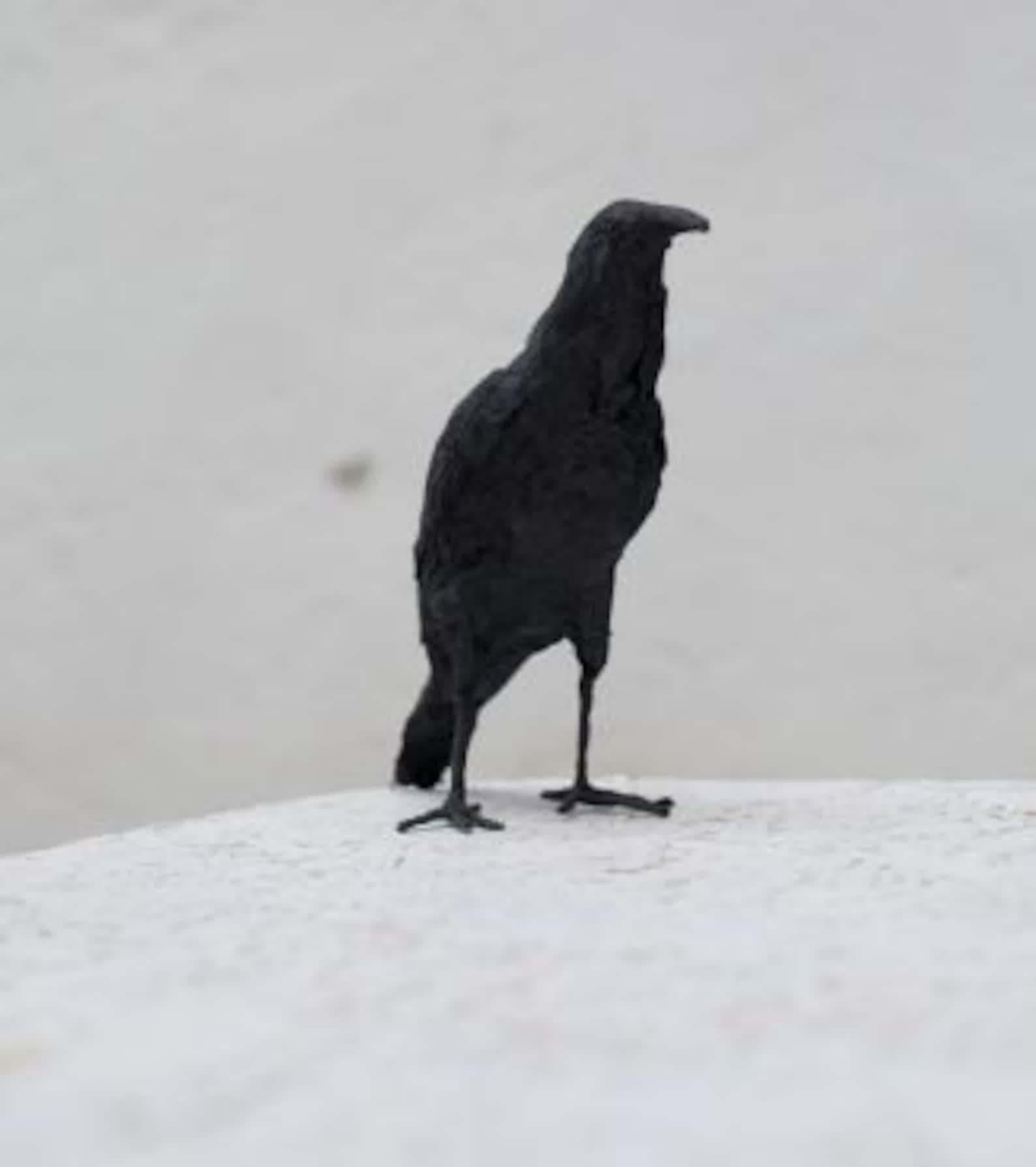 Paper Mache Sculpture Raven Sculpture Father's Day Crow | Etsy