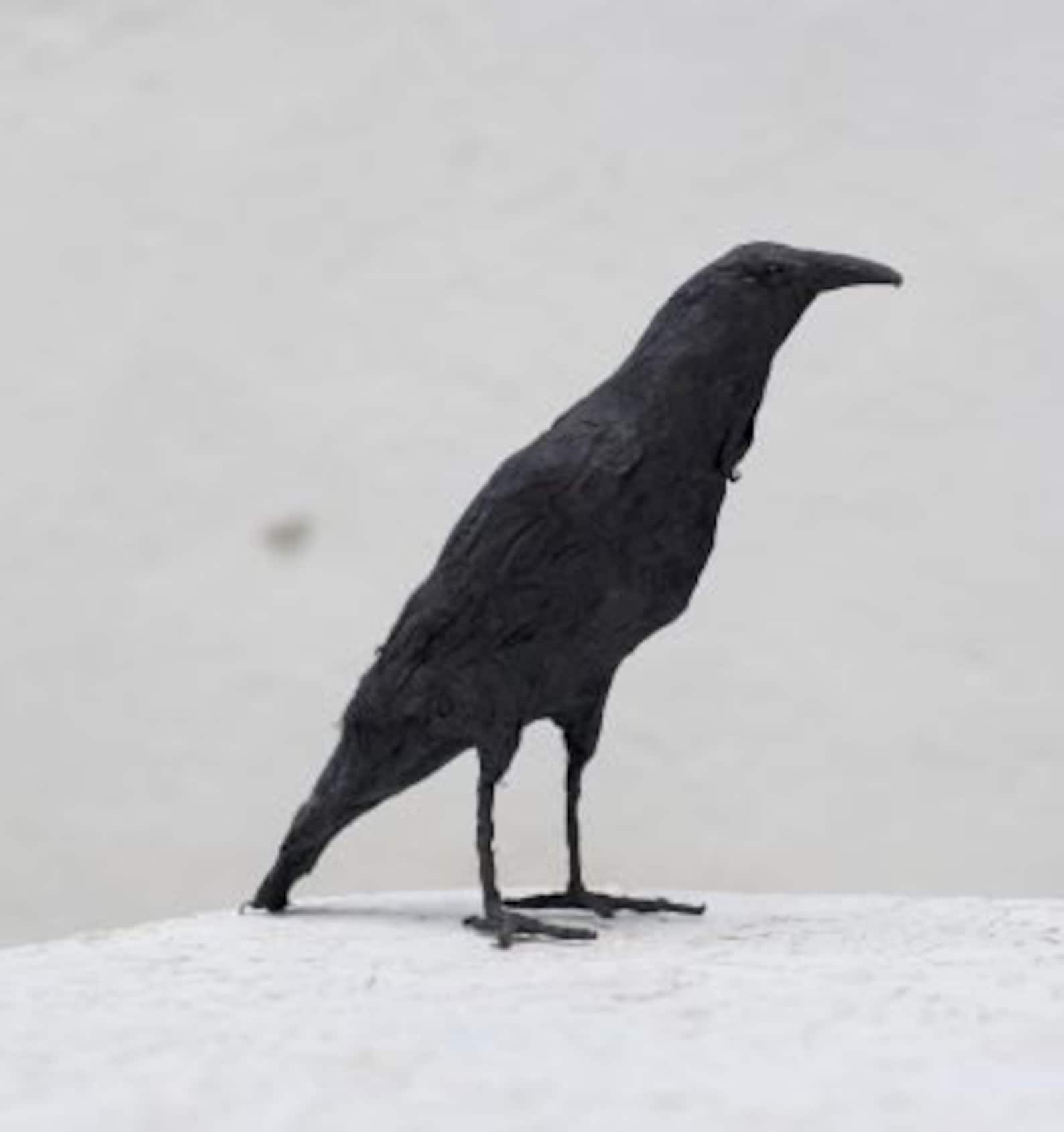 Paper Mache Sculpture Raven Sculpture Father's Day Crow | Etsy