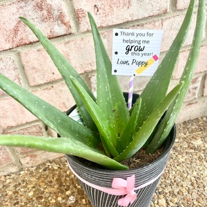 Thank You for Helping Me Grow This Year Printable Teacher Gift Tag ...