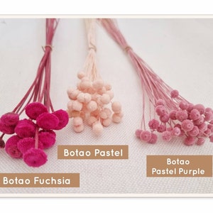 Dry and Preserved Botao Flowers, Dry Babala, Dry Worm Grass in Fuchsia ...