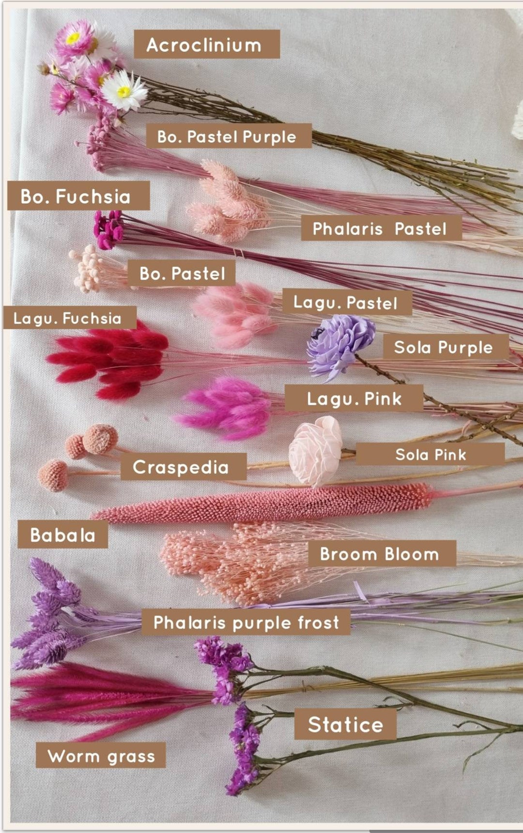 Dry and Preserved Botao Flowers, Dry Babala, Dry Worm Grass in Fuchsia ...