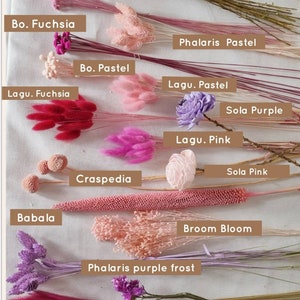 Dry and Preserved Botao Flowers, Dry Babala, Dry Worm Grass in Fuchsia ...