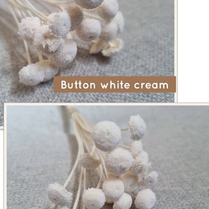 Dry and Preserved Botao Flowers, Dry Babala, Dry Worm Grass in Fuchsia ...