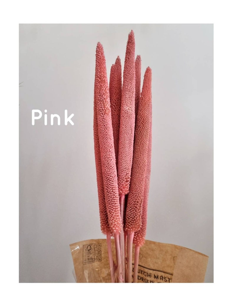 Dry and Preserved Botao Flowers Dry Babala Dry Worm Grass in - Etsy