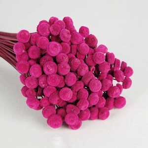 Dry and Preserved Botao Flowers, Dry Babala, Dry Worm Grass in Fuchsia ...