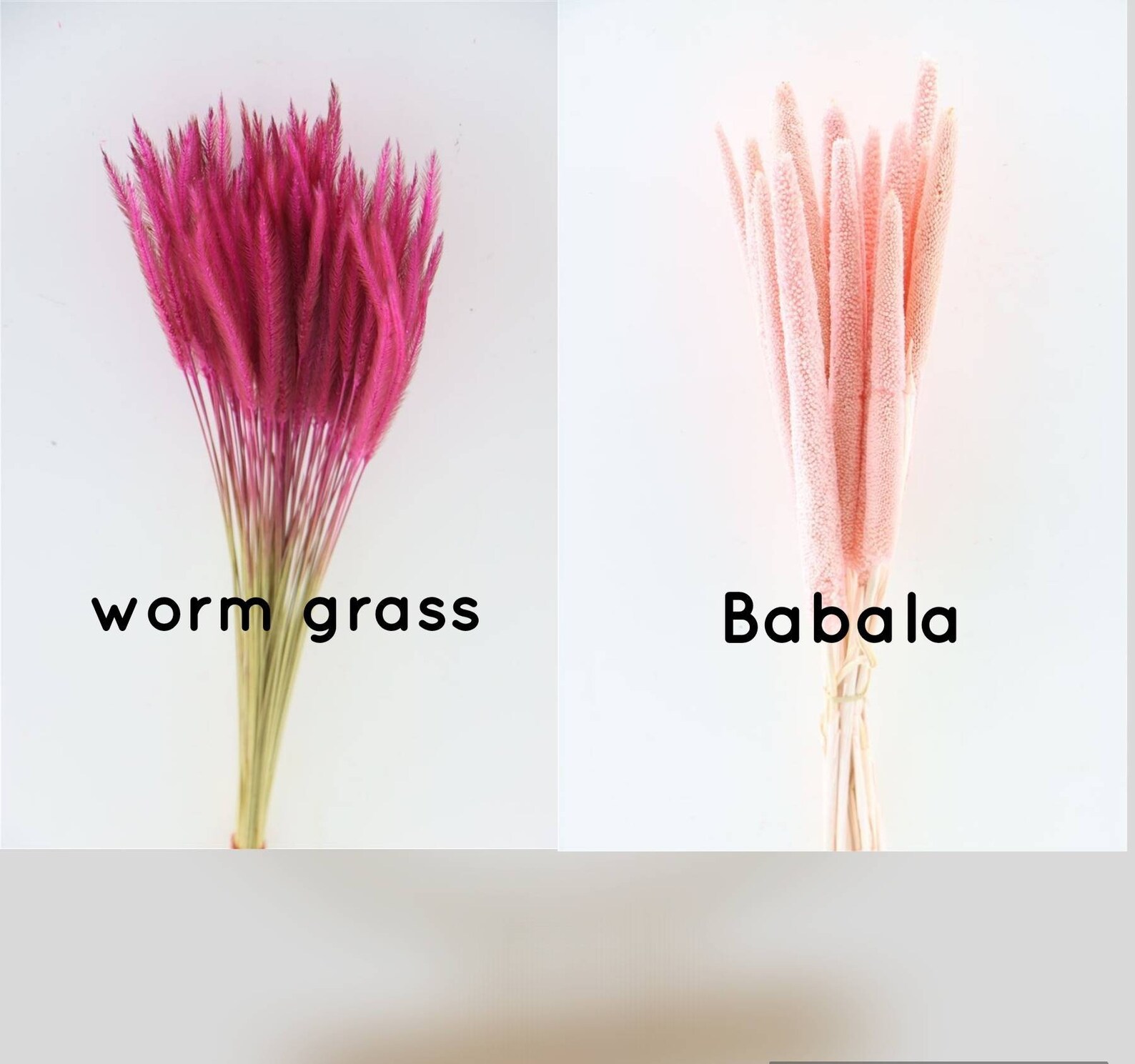 Dry and Preserved Botao Flowers Dry Babala Dry Worm Grass in - Etsy