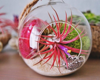 Plants in Glass Dome - Etsy