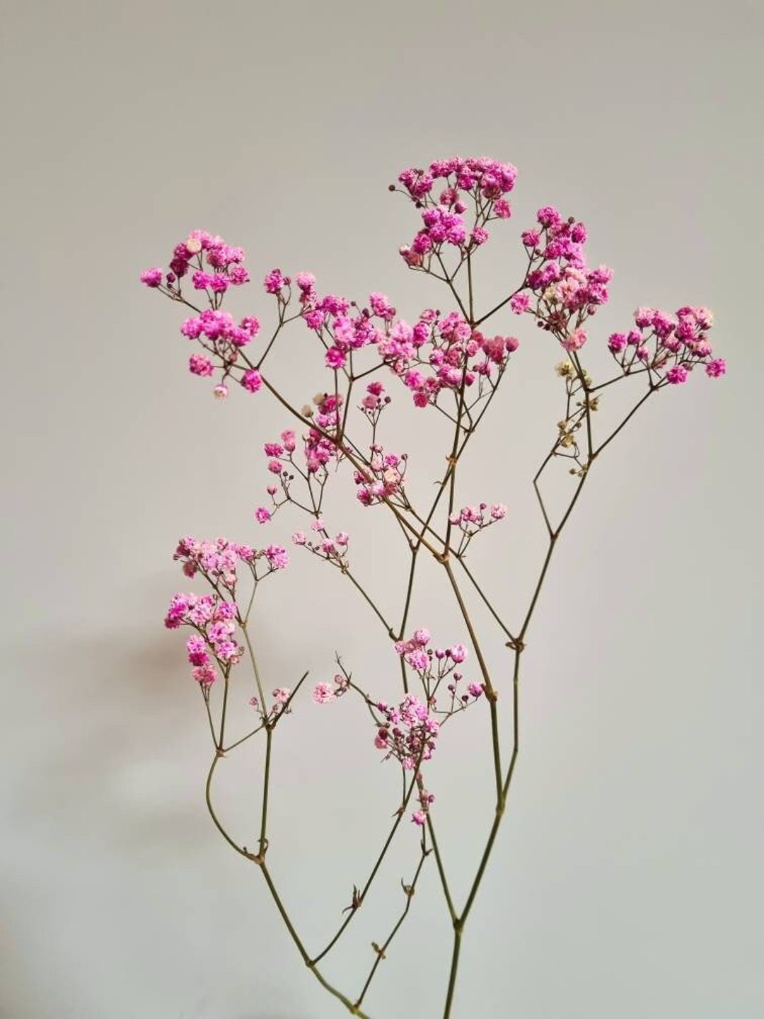Dry Gypsophila , Dry Flower, Dried Mini Flower Branch, White Gypsy ...