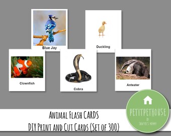 39 Pets Flash Cards Kids Activity Children Learning Toddler Education ...