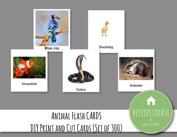300 Real Animal Flash Cards Kids Activity Children | Etsy