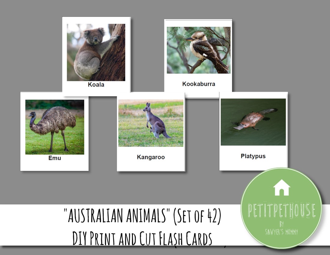 42 Australian Animals Flash Cards | Kids Activity | Children Learning ...
