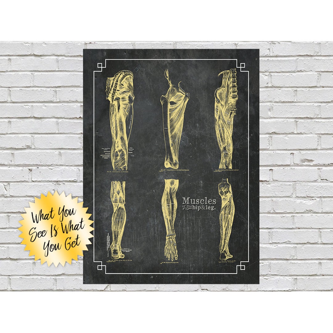 Leg Anatomy Art Print: Yellow Muscles on Chalkboard - Etsy