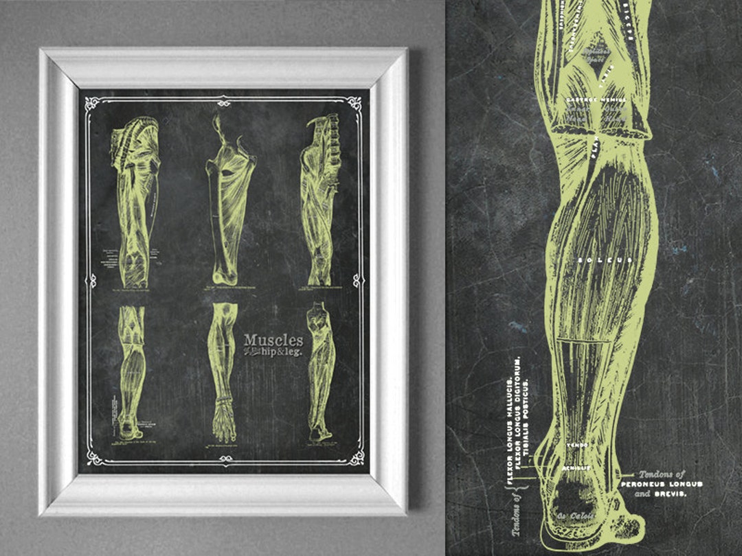 Leg Anatomy Muscle Poster Wall Decor Chart Guide Reference Massage ...