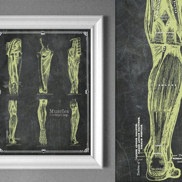 Muscle Anatomy Gym Poster - Etsy