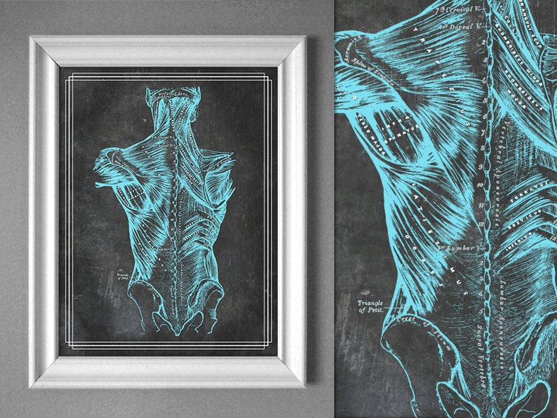 Print at Home Grays Anatomy Back Muscles Denim Blue Textured | Etsy