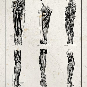 Massage Room Art Set of 4 Muscular Anatomy Black and Tan Rustic Muscle ...