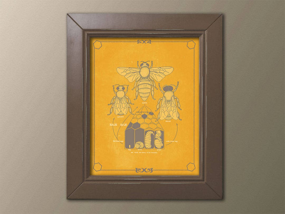 Honey Bee Life Cycle Poster Beekeeper Apiary Science Gift 8x10 9x12 ...