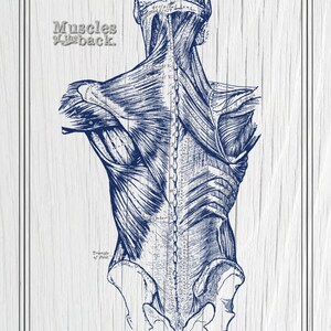 Printable Back Muscles Navy Whitewash Textured Artwork Card Chart Guide ...