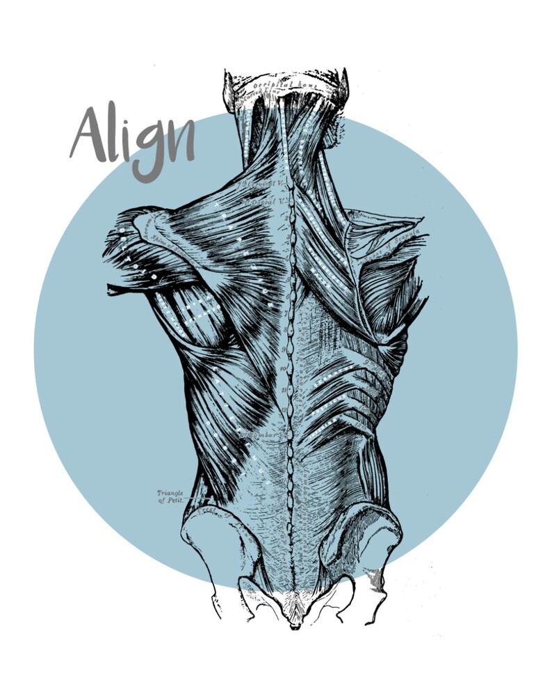 Anatomy Art Prints: Modern Minimalist Style, Set of 3 - Etsy