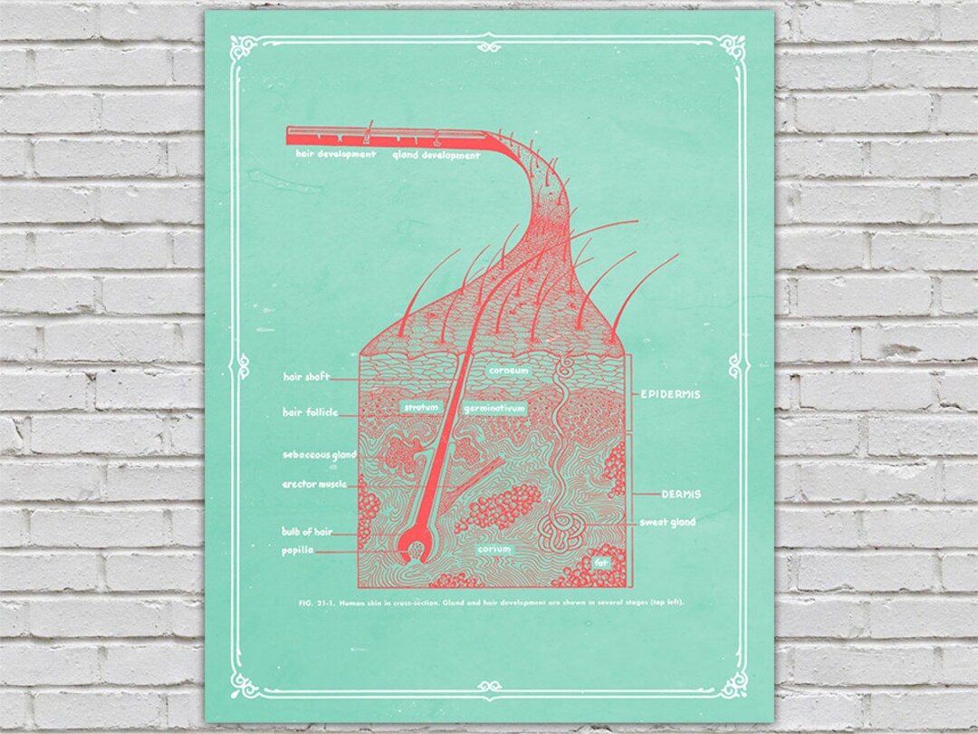 Customizable Vintage Skin Cross Section Strawberry Mint Esthetician Spa ...
